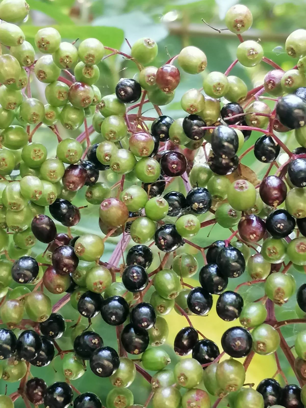 Elder Tree – Forage UK