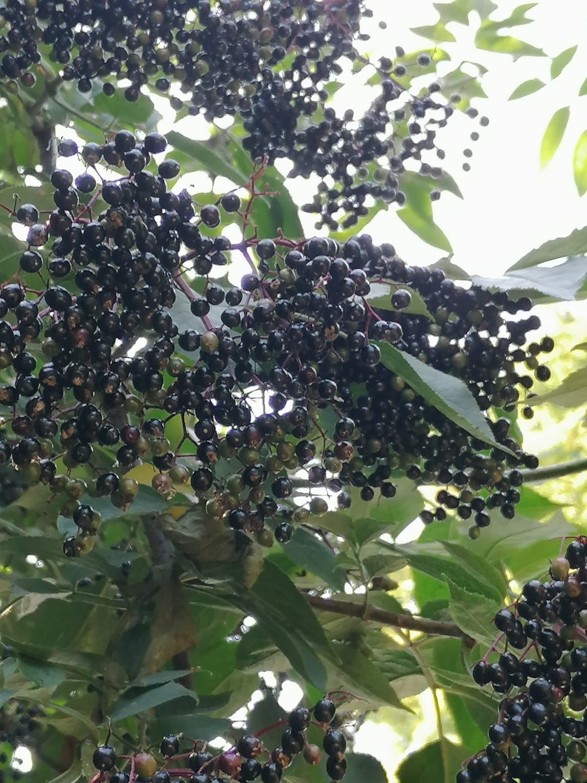 Elder Tree – Forage UK