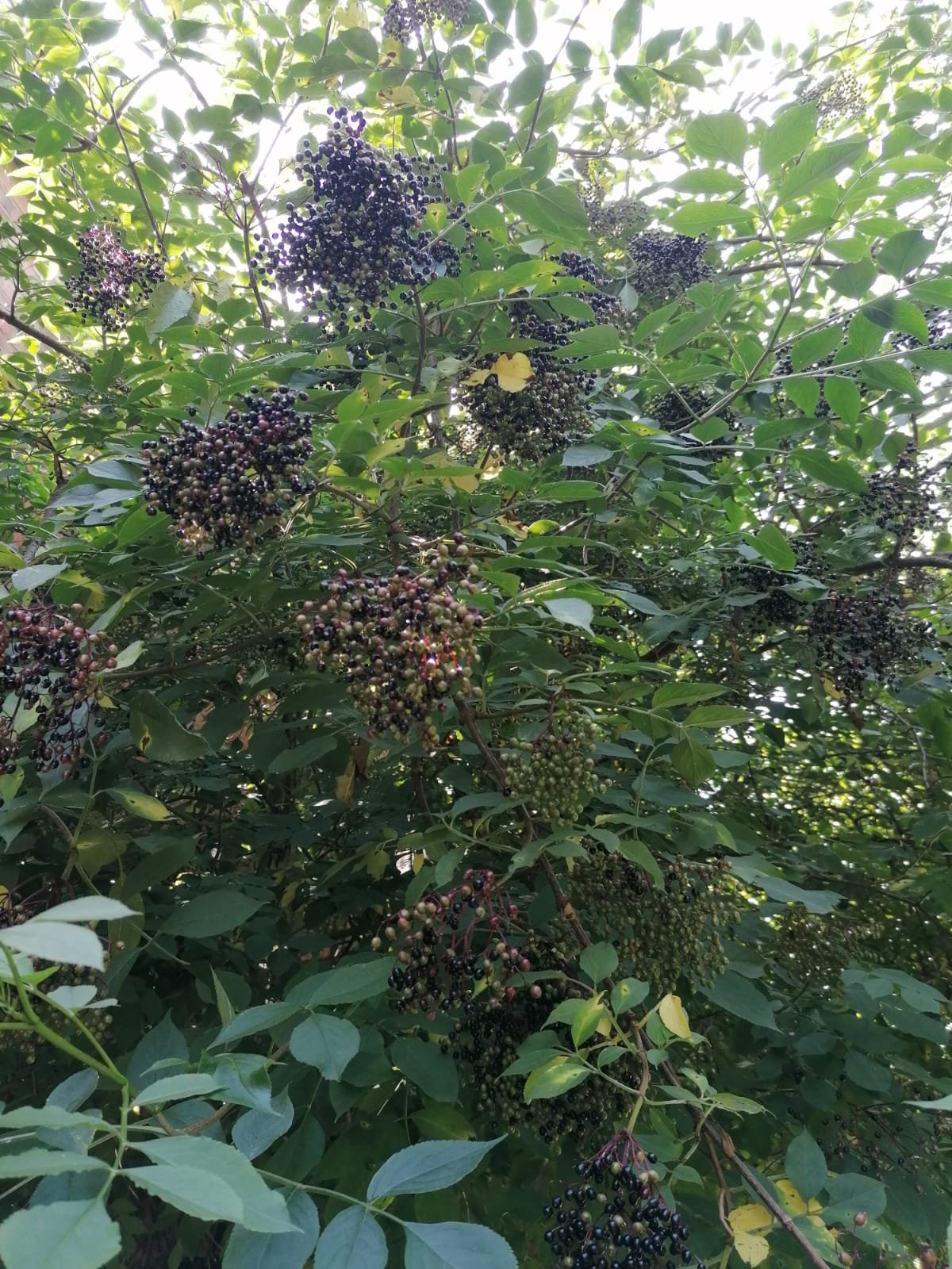 Elder Tree – Forage UK