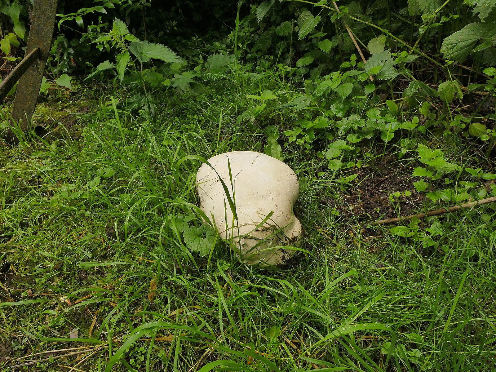 Giant Puffball – Forage UK