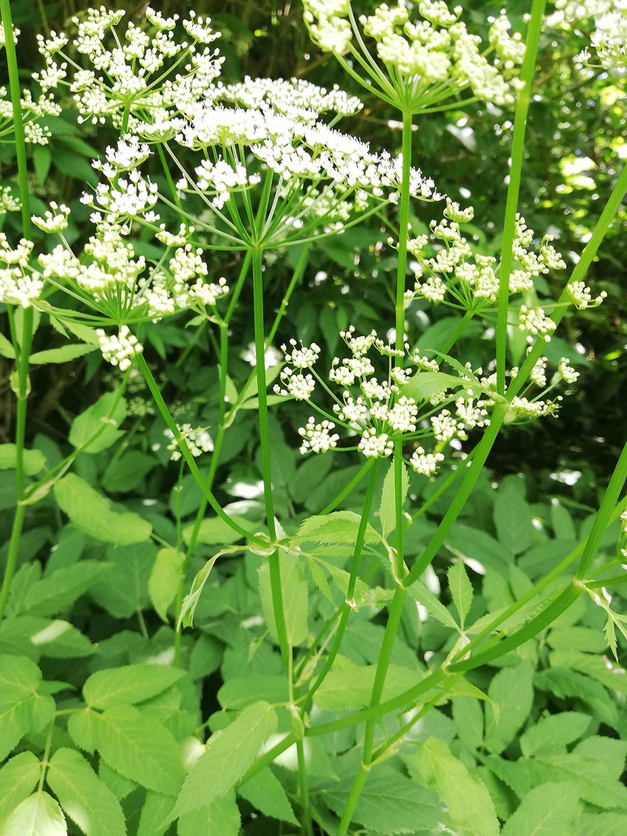 Ground Elder – Forage UK