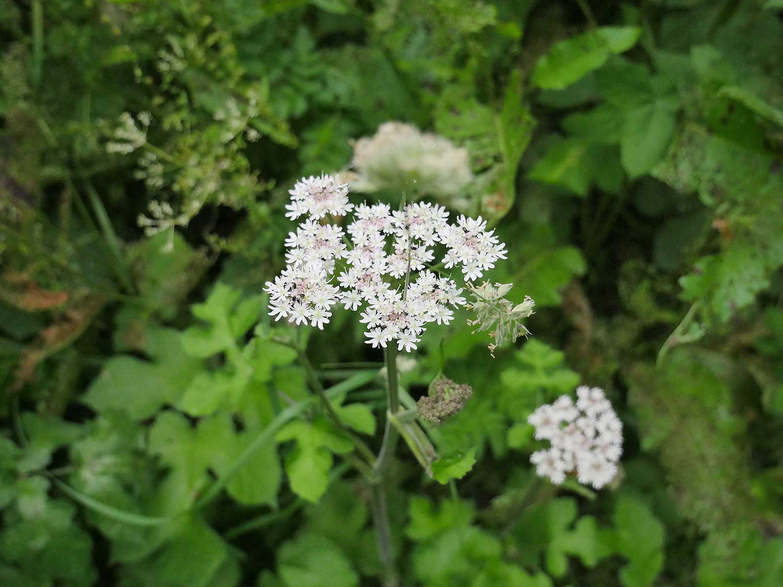 Hogweed – Forage UK