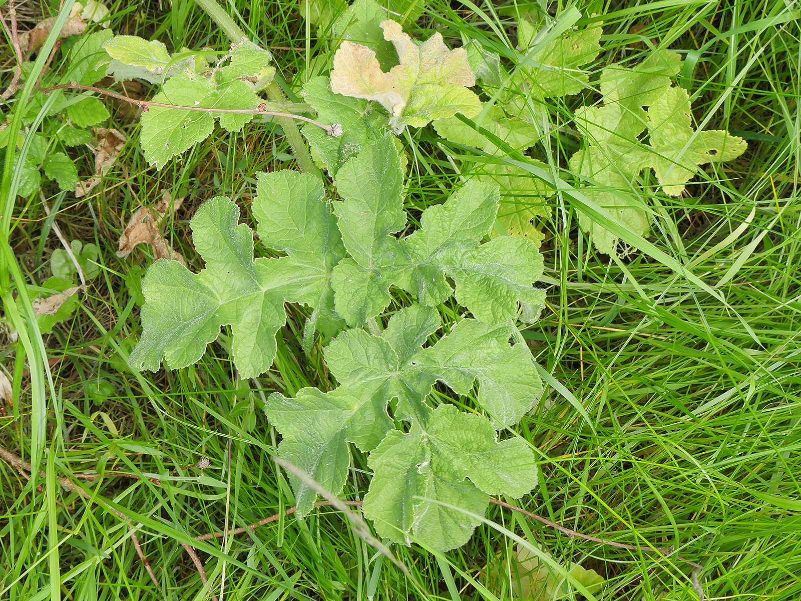 Hogweed – Forage UK
