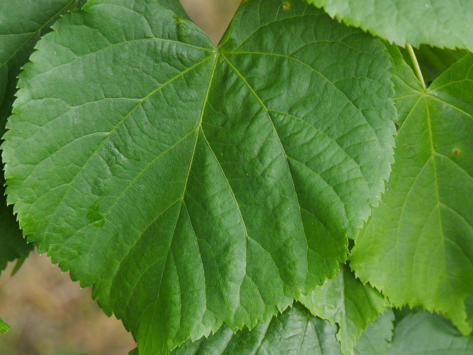 Lime Tree – Forage UK