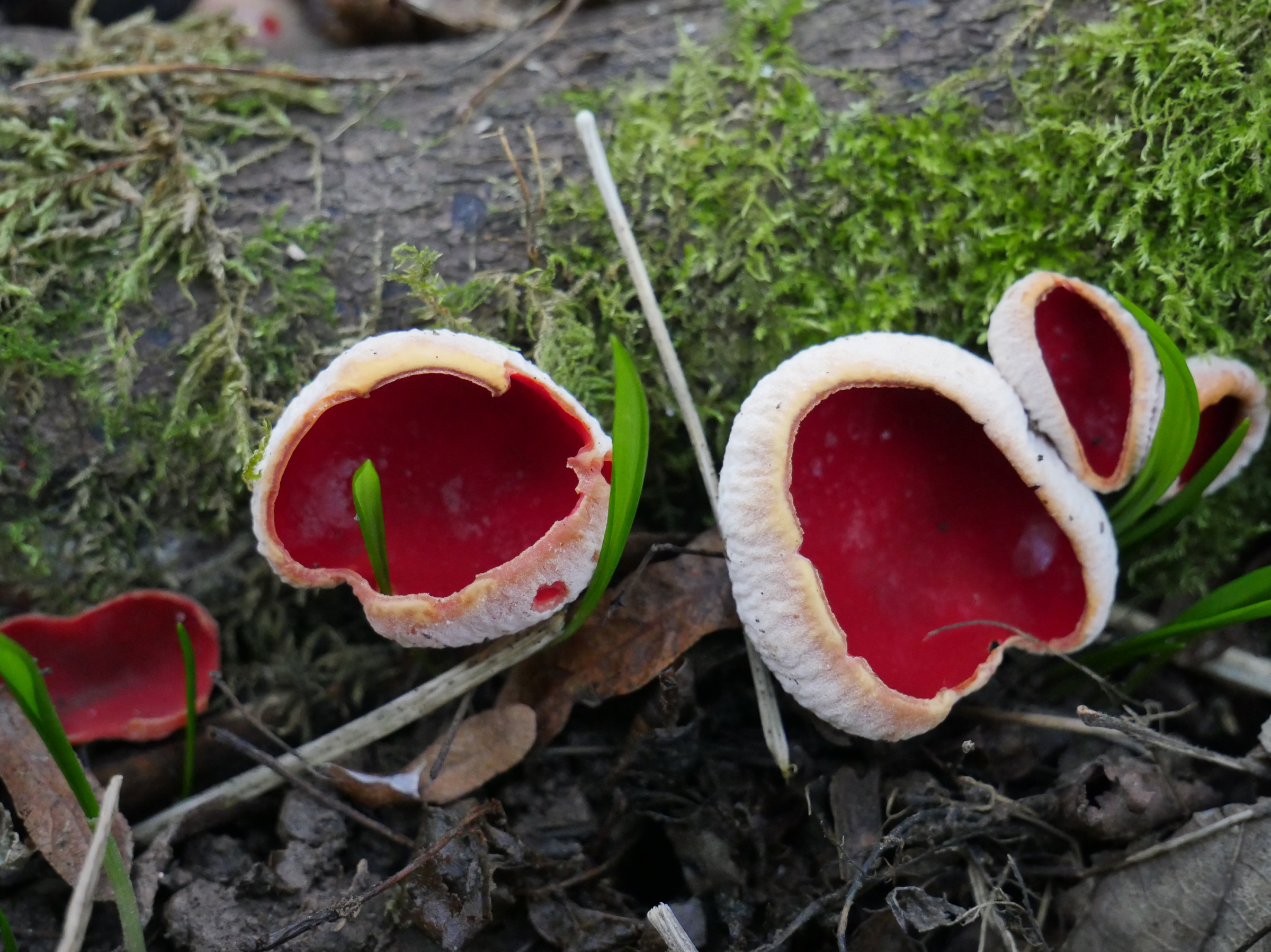 Scarlet Elf Cup – Forage UK