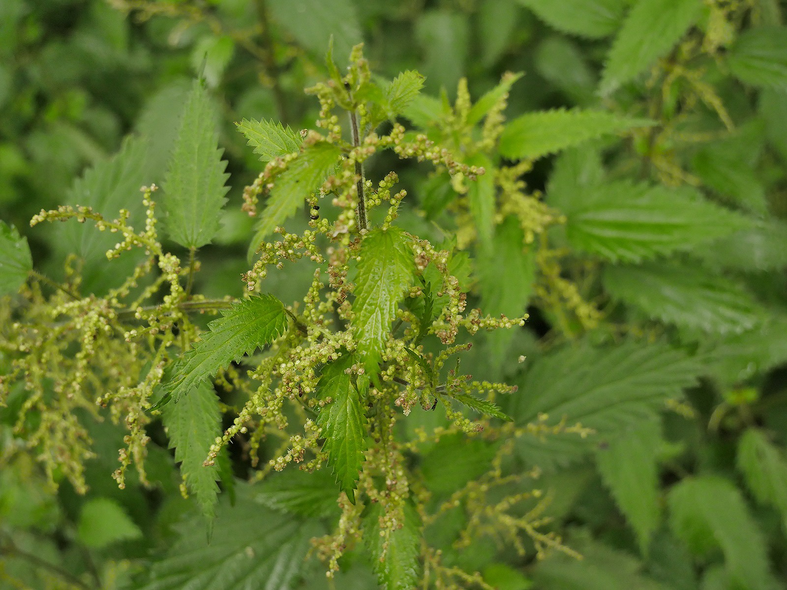 Stinging Nettle – Forage UK
