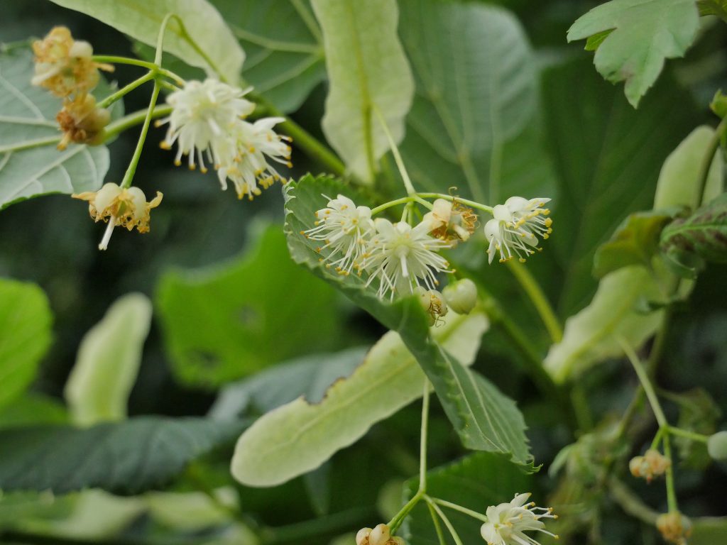 Plant Guide – Forage UK