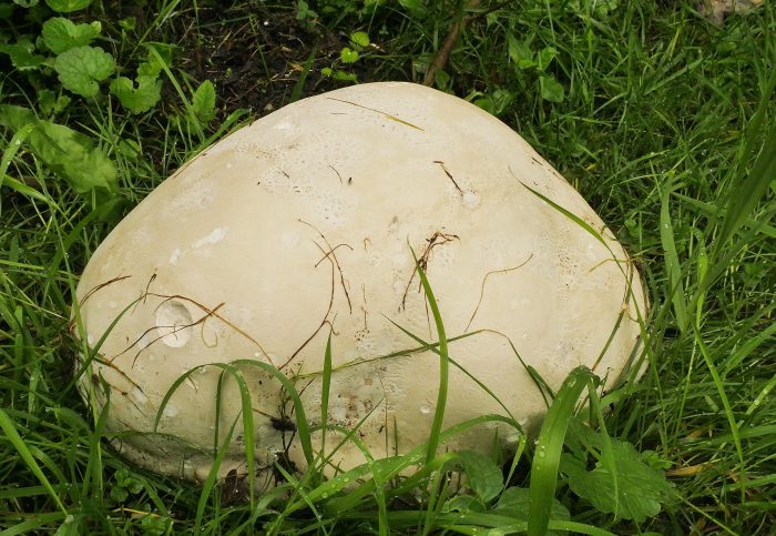 Crispy Coated Parmesan and Mozzarella Puffball with Wild Green Pesto ...