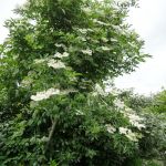 Elder Tree – Forage UK
